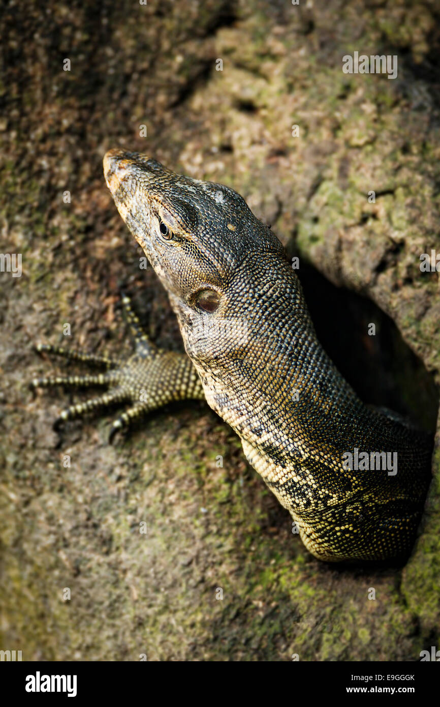 Malayan Water Monitor Lizard (Varanus salvator) emerges from a hole in ...