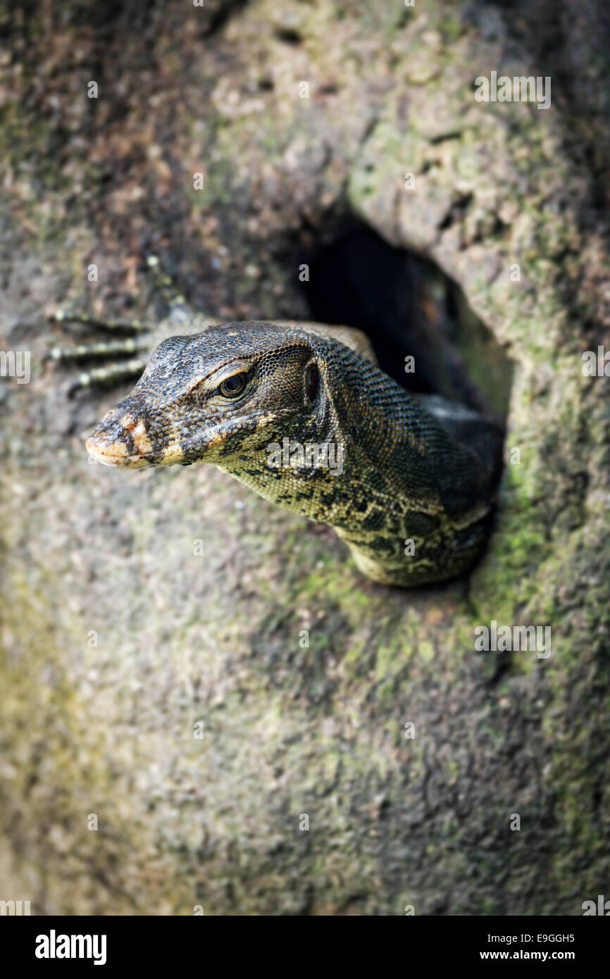 Malayan Water Monitor Lizard (Varanus salvator) emerges from a hole in ...