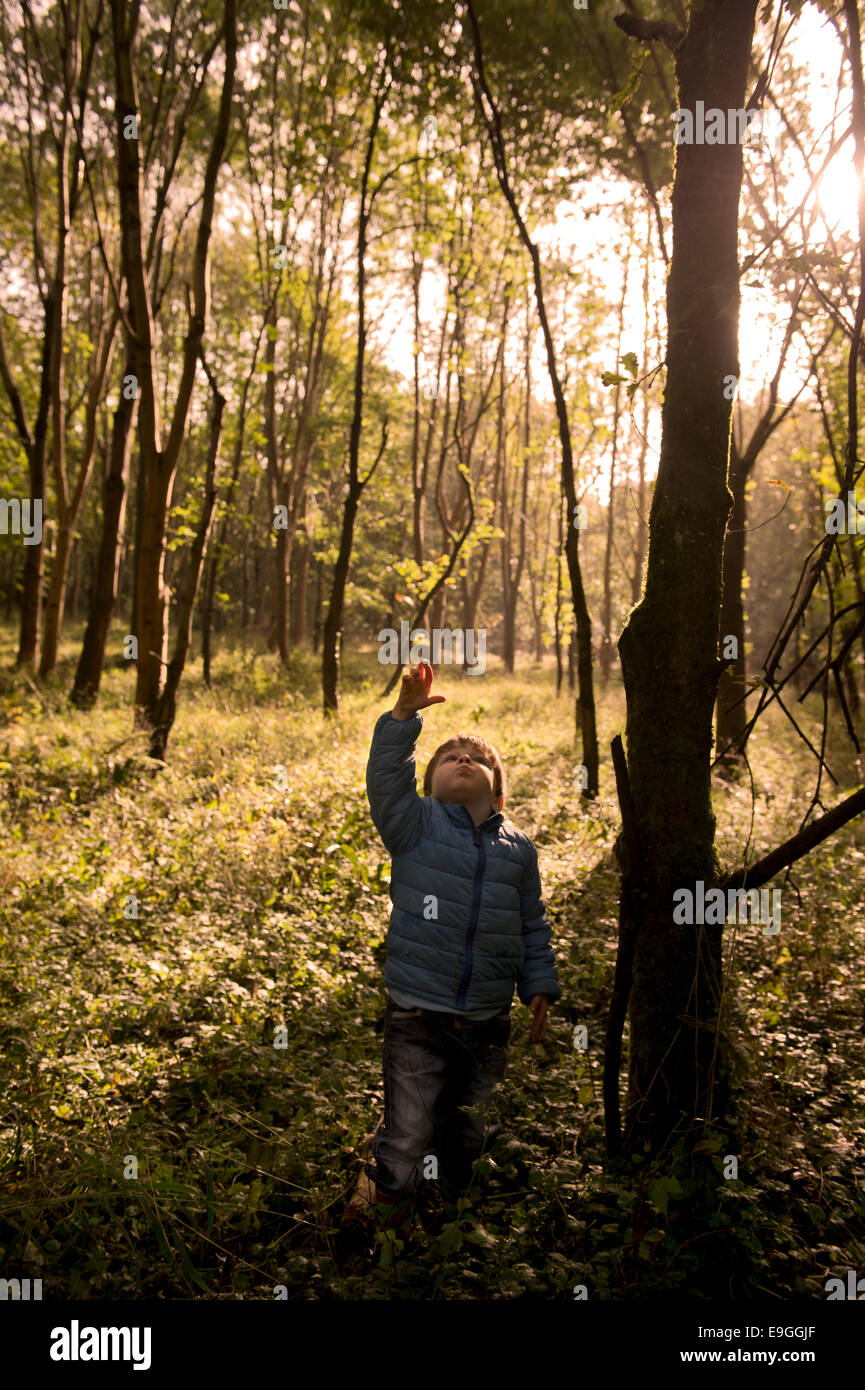 Uk ash die back fungus hi-res stock photography and images - Alamy