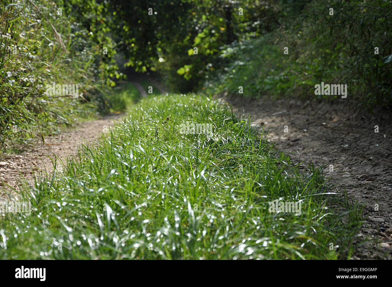 Sentiero sentiero sentiero percorso hi-res stock photography and images ...