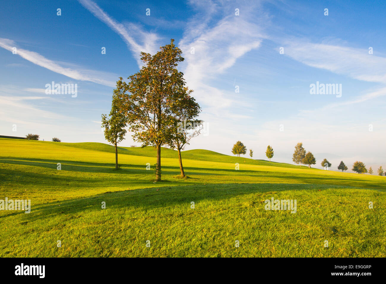 Misty morning on a empty golf course Stock Photo - Alamy