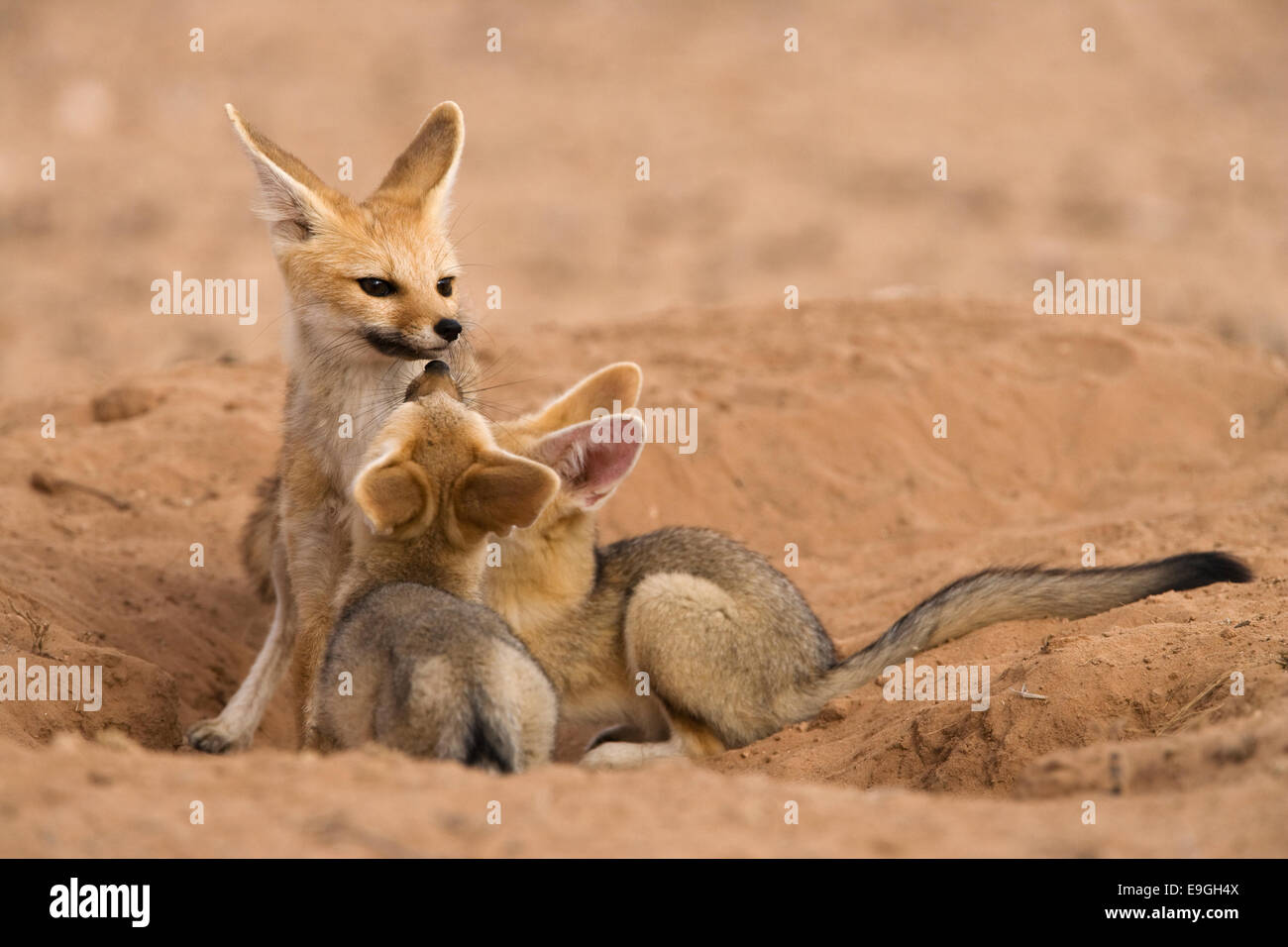 Cape fox family, Vulpes chama, Kgalagadi Transfrontier Park,Northern ...