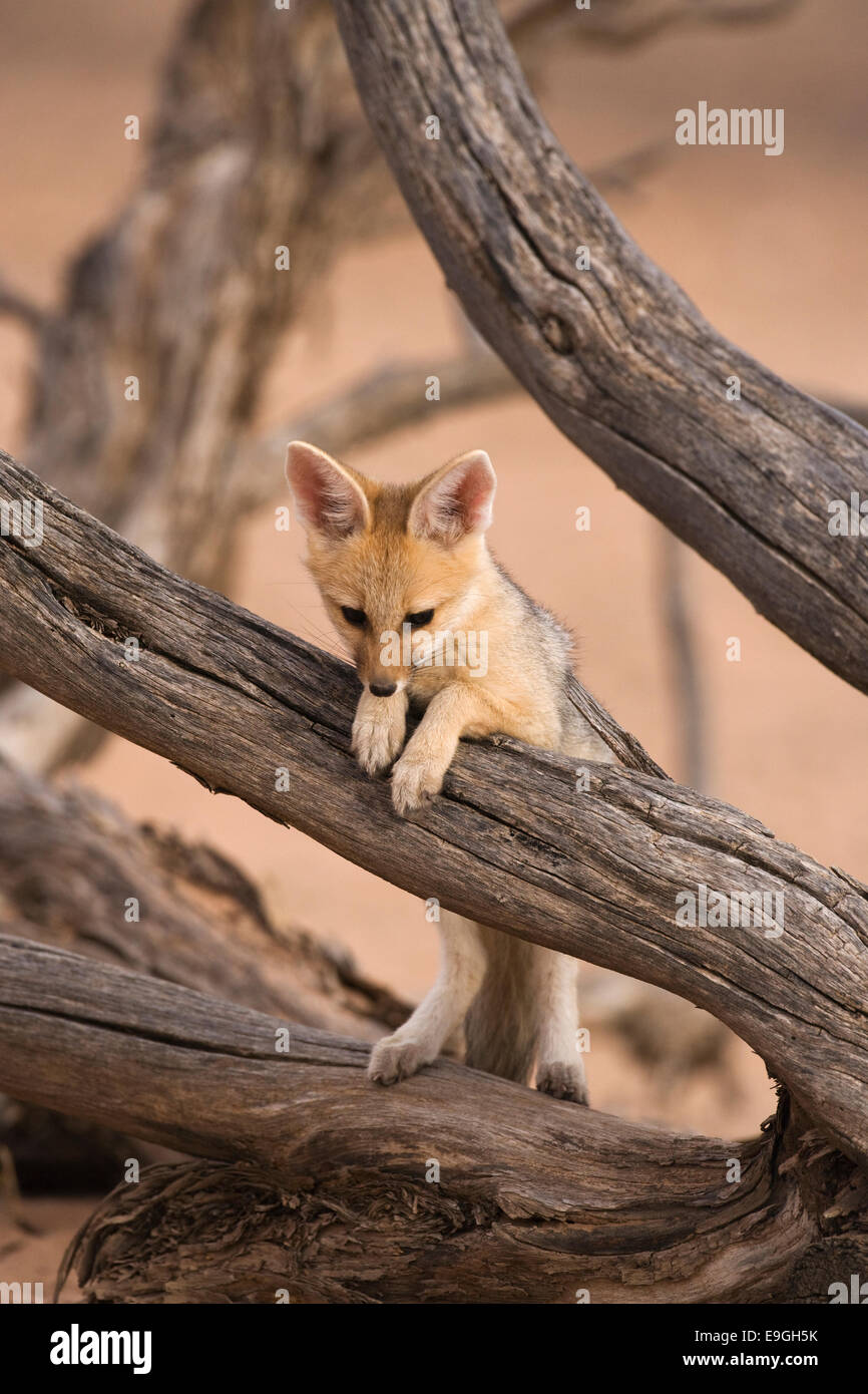 Cape fox cub, Vulpes chama, Kgalagadi Transfrontier Park, Northern Cape ...
