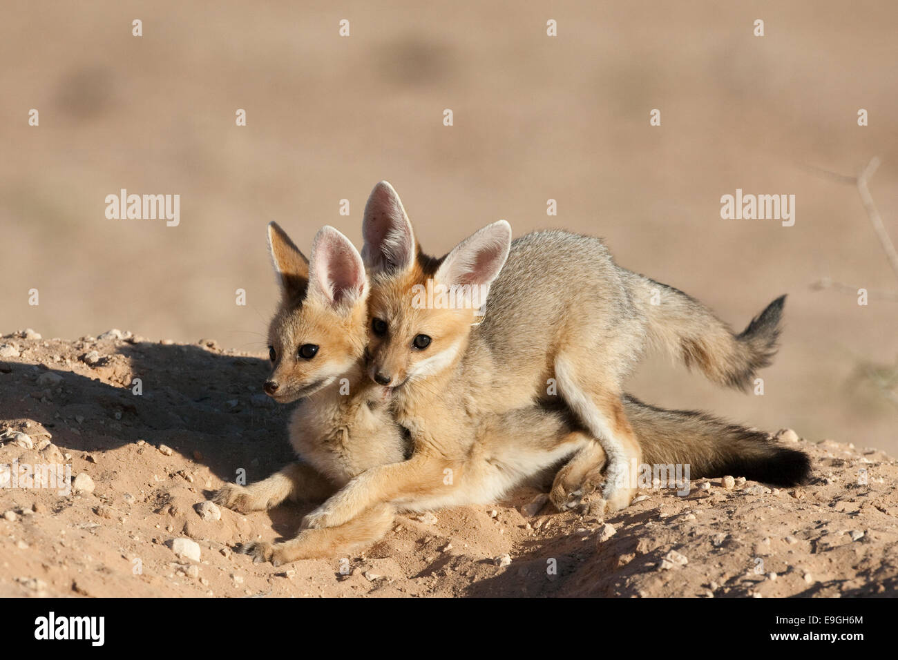 Cape fox cubs playing, Vulpes chama, Kgalagadi Transfrontier Park ...