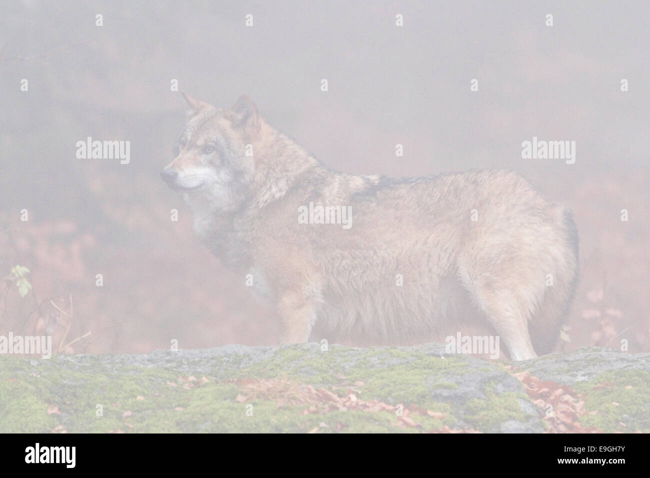 A captive male grey wolf stands on a rock in a misty forest, Bavarian ...