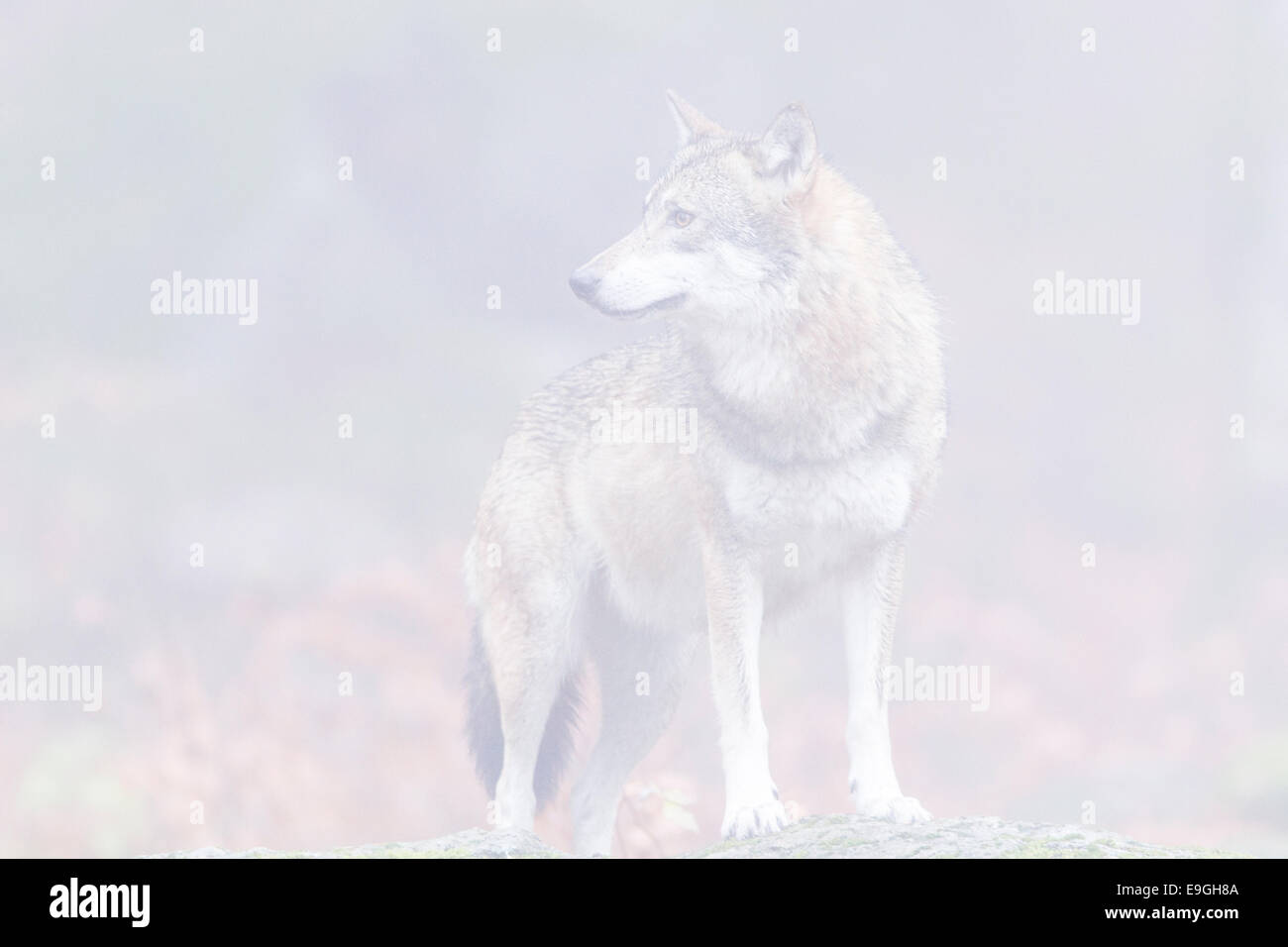 A captive female grey wolf stands on a rock in a misty forest, Bavarian ...