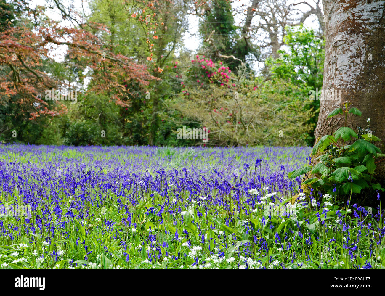 Cheshire spring hi-res stock photography and images - Alamy