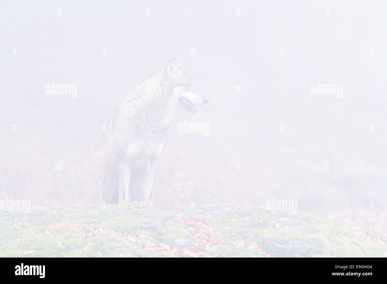 A captive grey wolf stands on a rock in a misty forest, Bavarian Forest ...