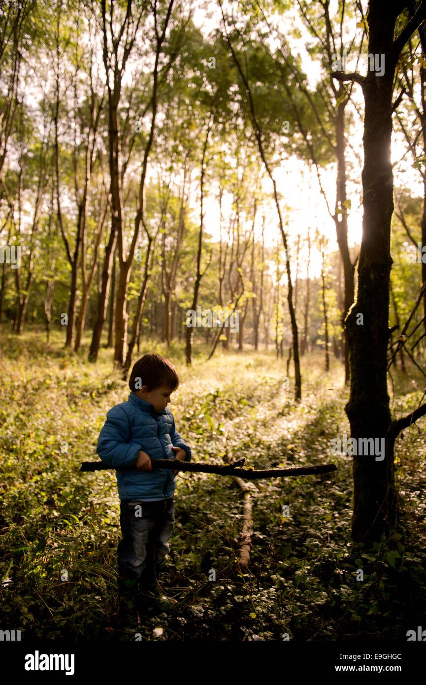 Ash trees autumn uk hi-res stock photography and images - Alamy