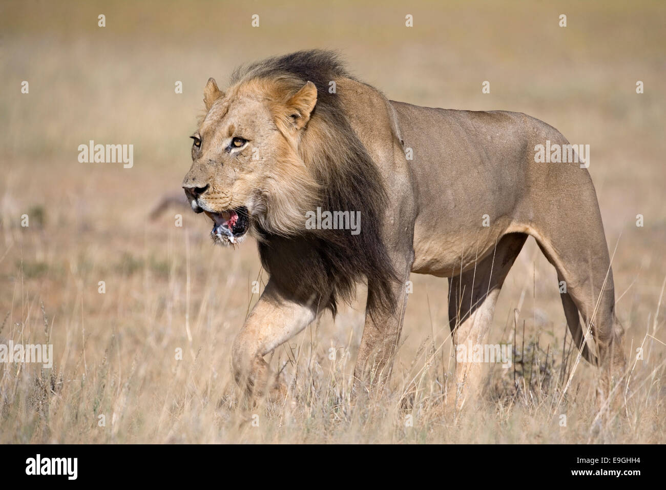 Lion, Panthera leo, Kgalagadi Transfrontier Park, South Africa Stock ...