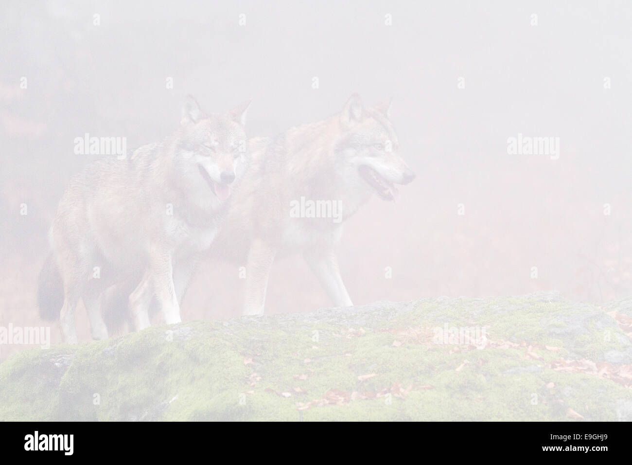 A captive pair of grey wolf walk side by side on a moss-covered rock in ...