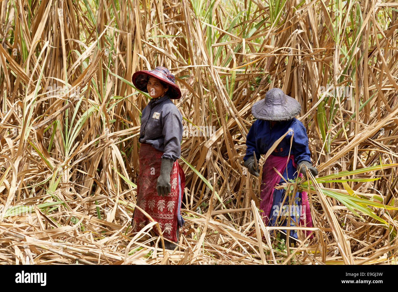 Mauritius cane sugar; Mauritian women cutting sugar cane with sickles ...