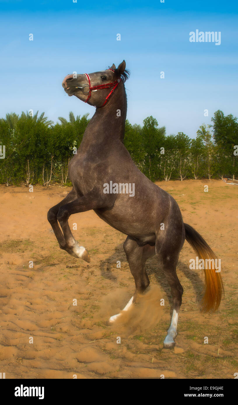 Arabian war horse hi-res stock photography and images - Alamy