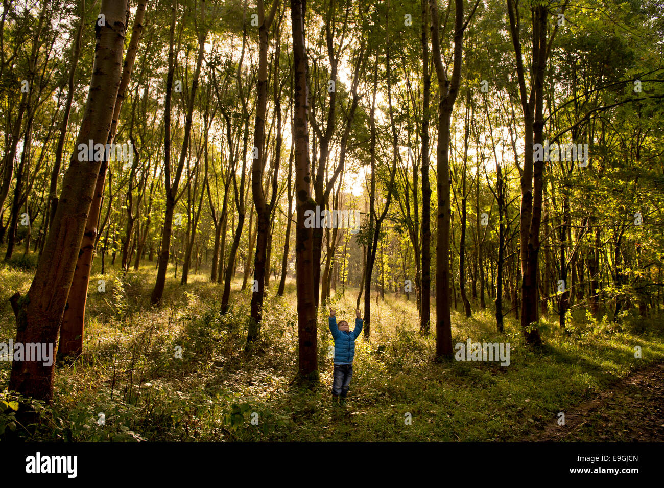 Ash trees autumn hi-res stock photography and images - Alamy