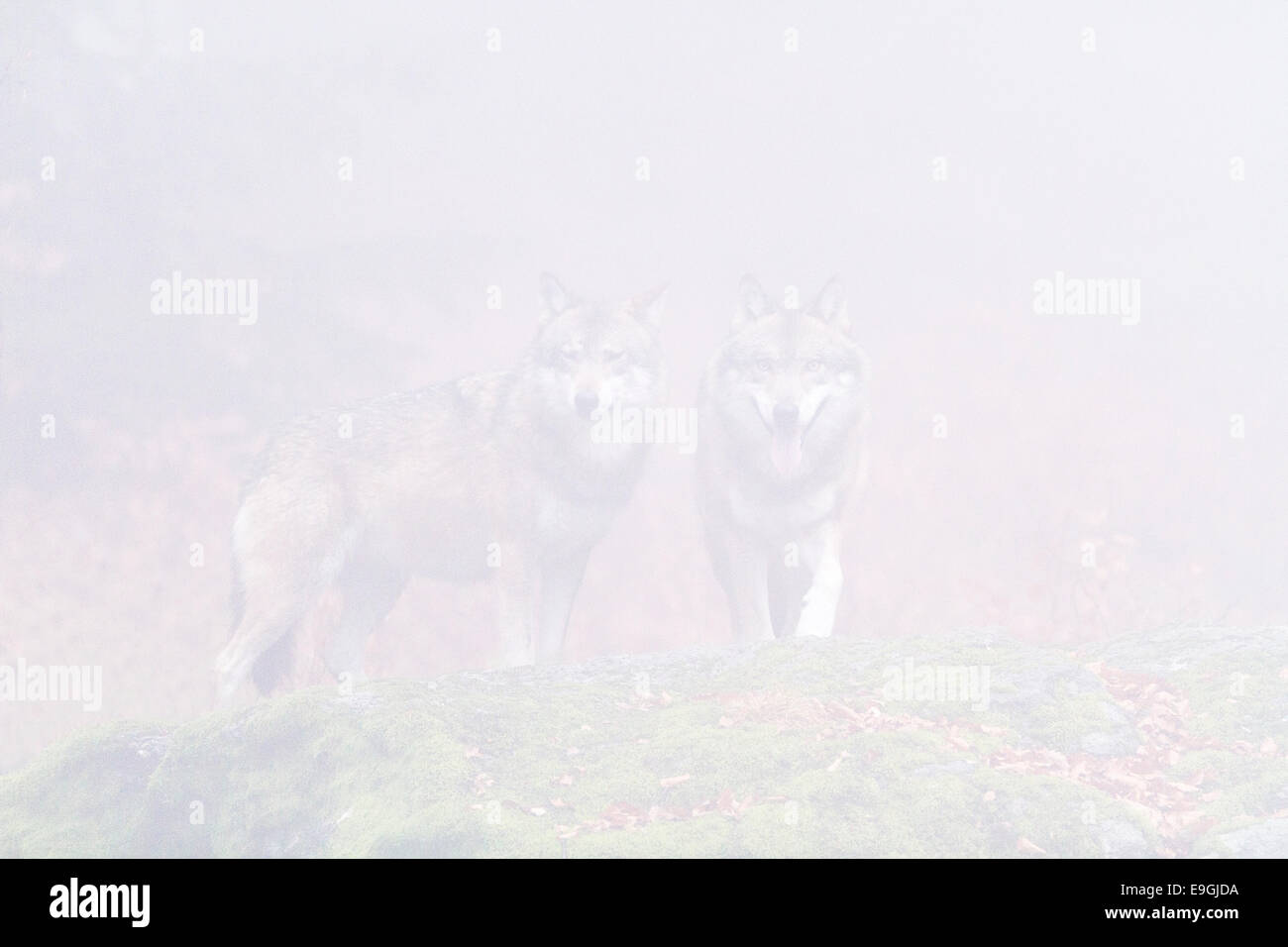 A captive pair of grey wolf stand side by side on a moss-covered rock ...
