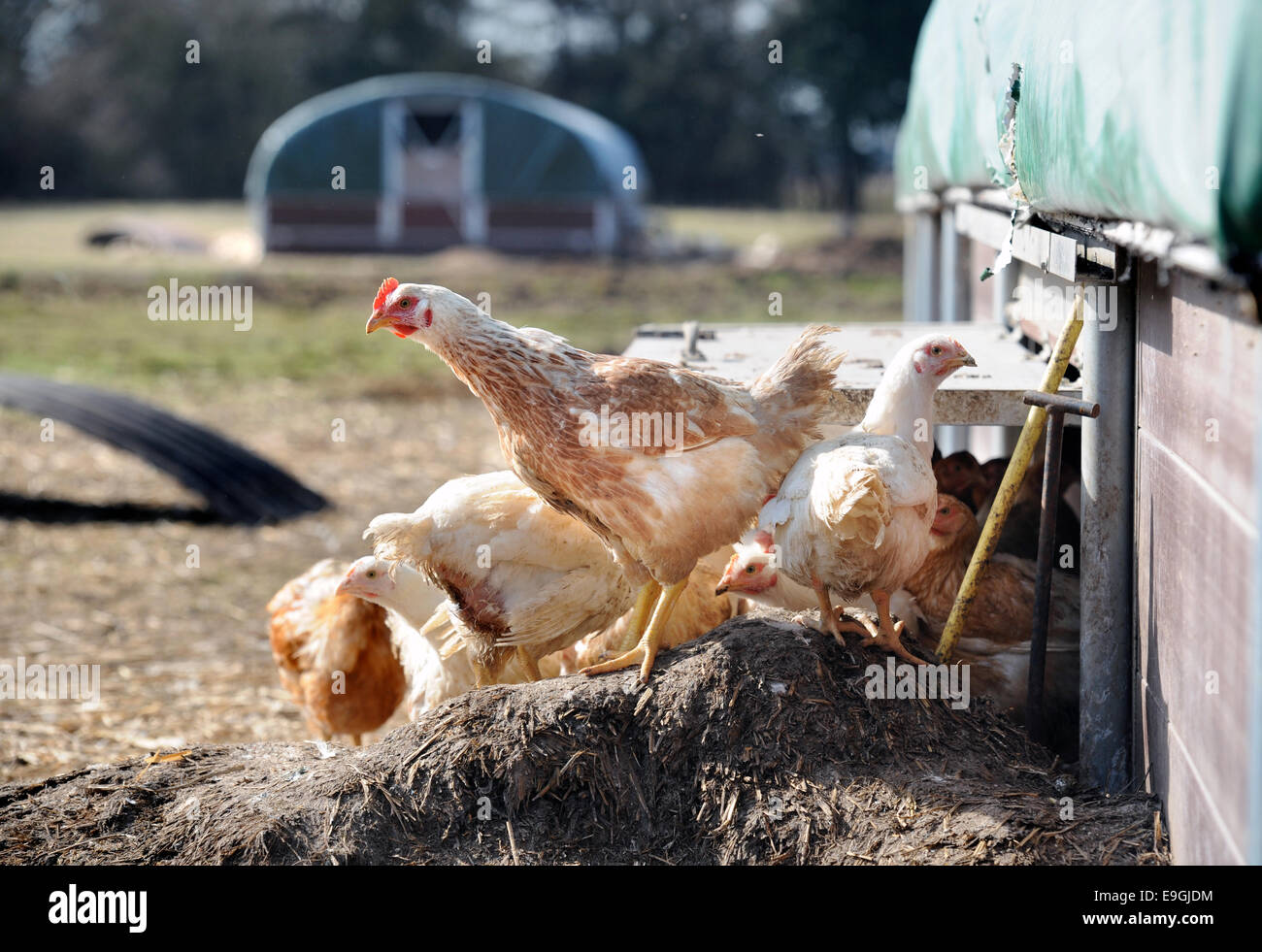 Free range chickens moving in and out of portable barns on a poultry ...