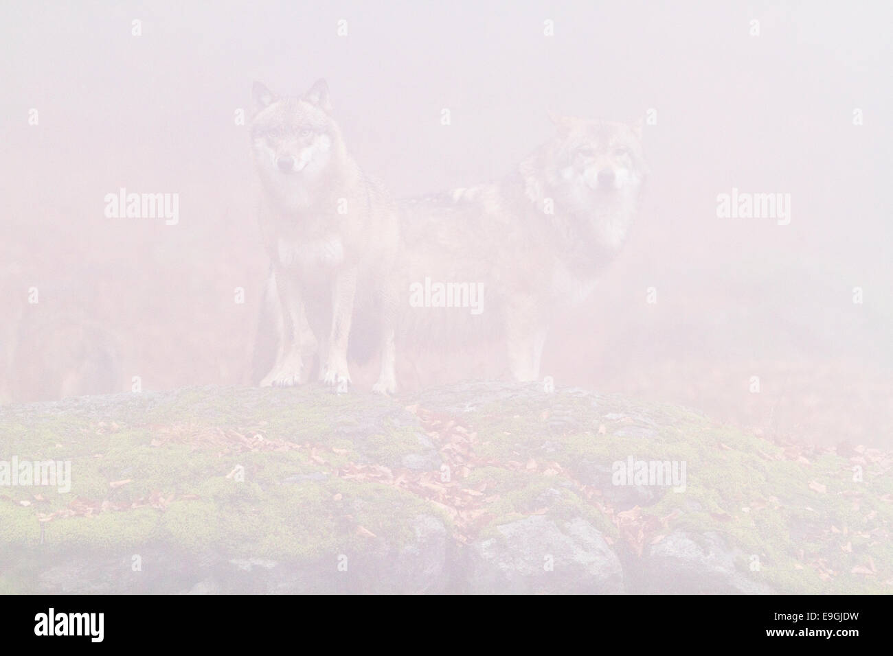 A captive pair of grey wolf stand together on a moss-covered rock in a ...