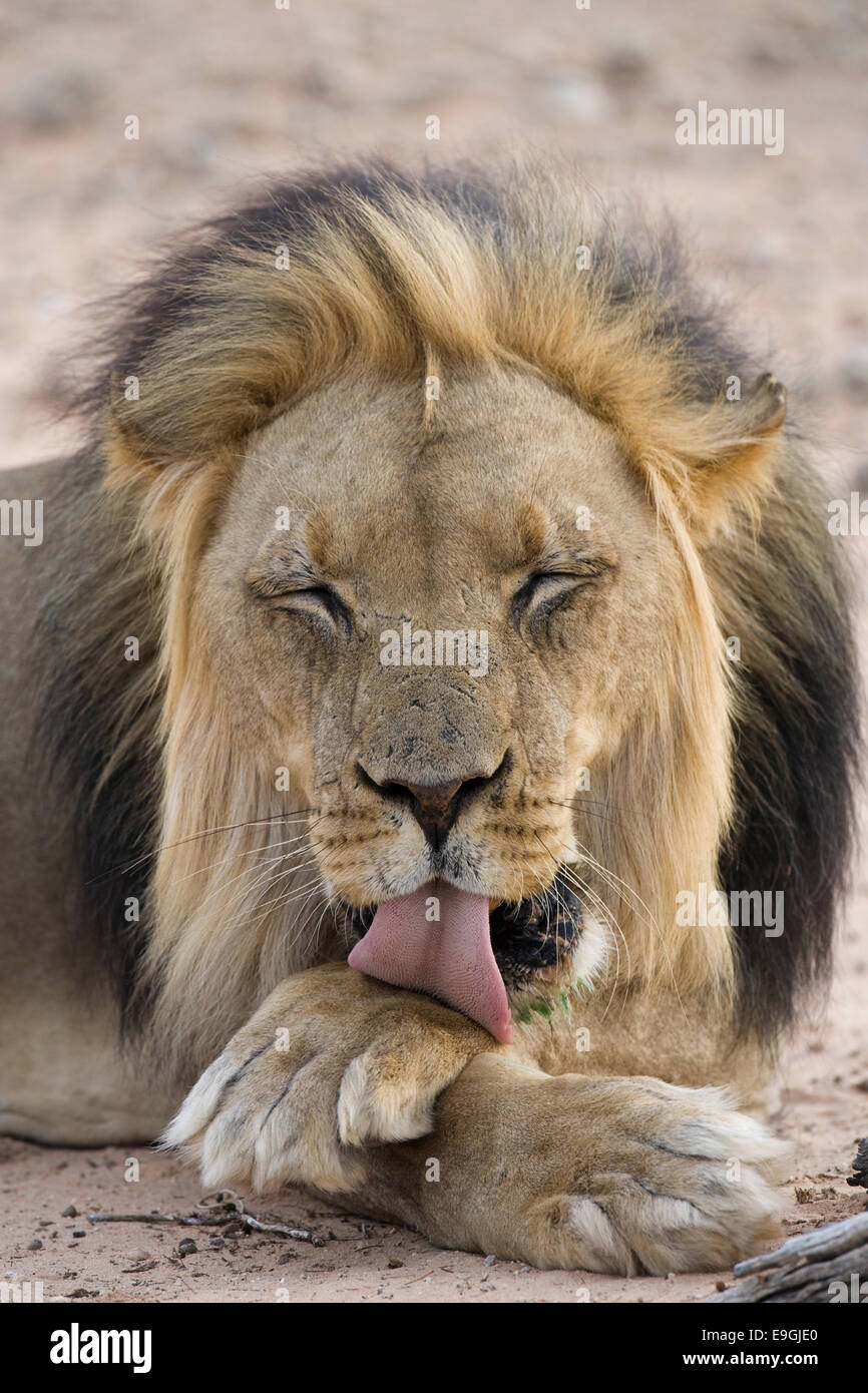 Lion Grooming High Resolution Stock Photography and Images - Alamy