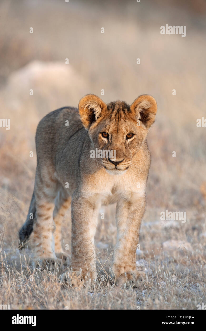 Cub panthera leo hi-res stock photography and images - Alamy