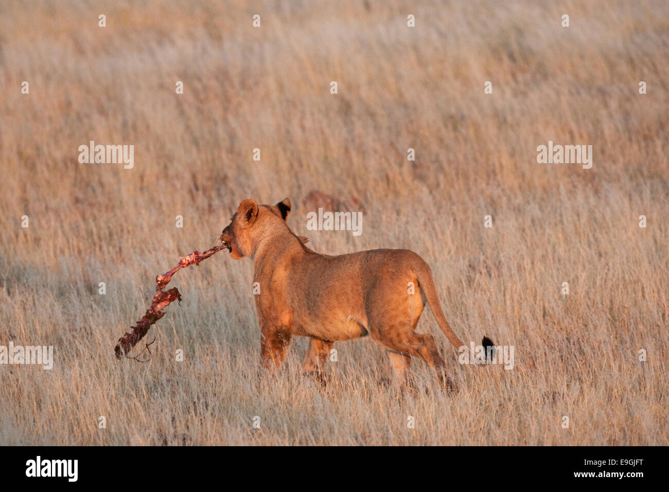 Springbok lion prey hi-res stock photography and images - Alamy