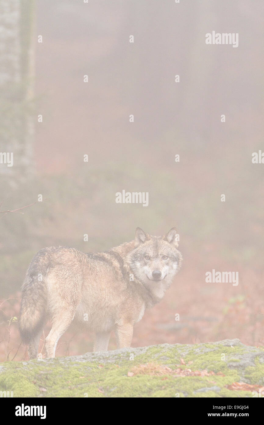 A captive male grey wolf stands on a rock in a misty forest, Bavarian ...