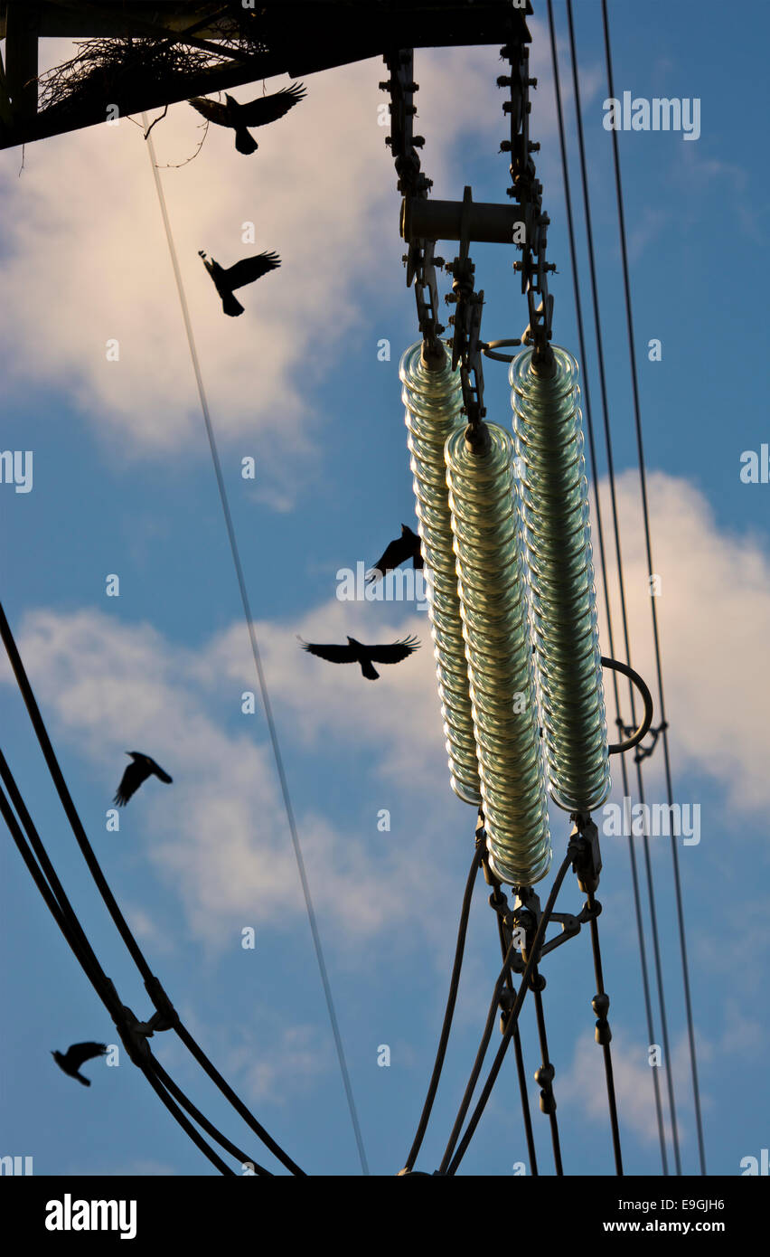 Power lines glass insulators on electricity pylons with birds Stock ...