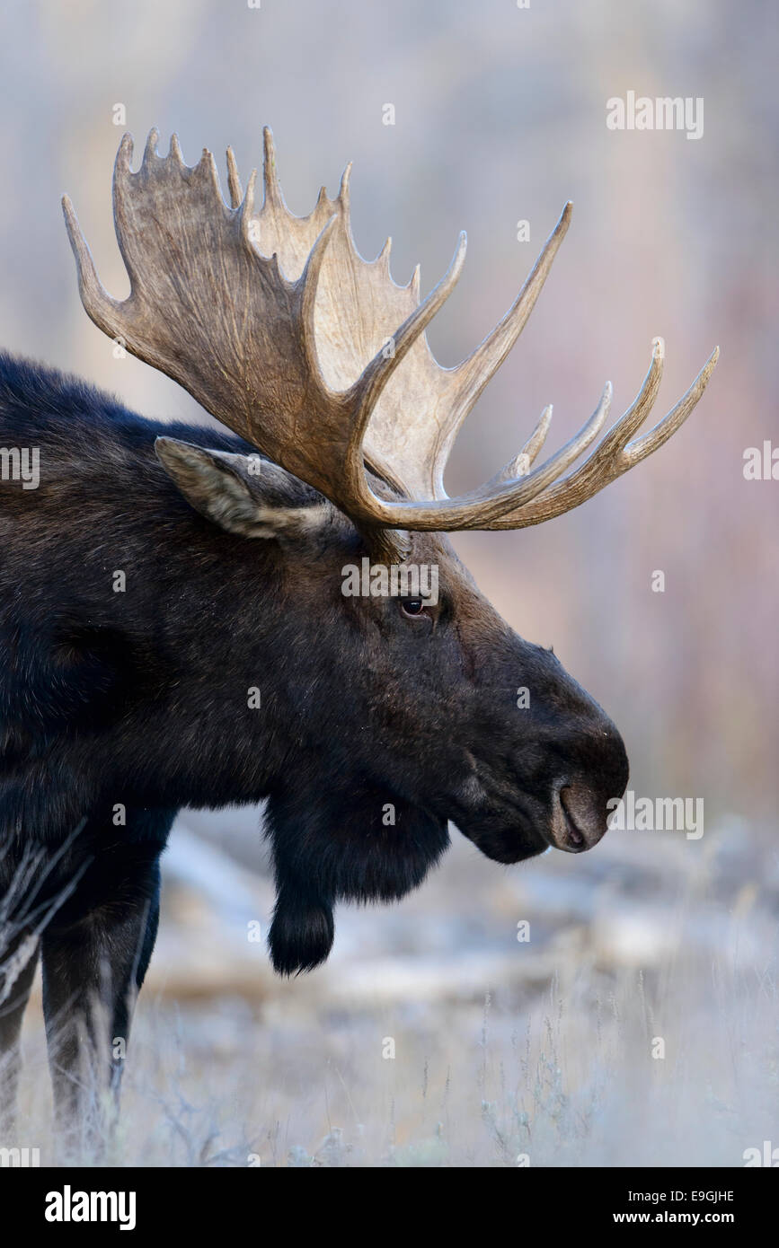 Bull Moose Profile Stock Photos & Bull Moose Profile Stock Images - Alamy