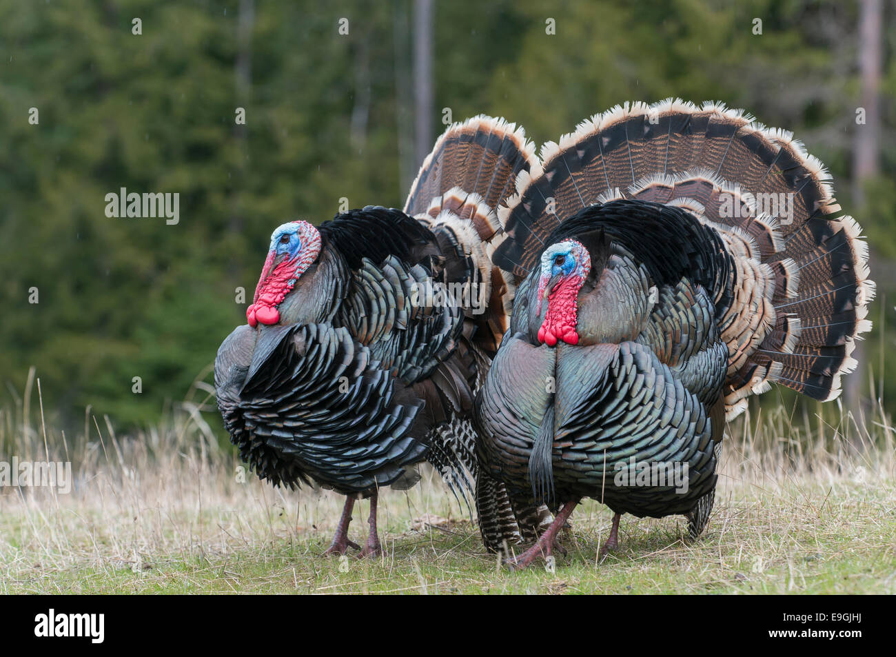 A pair of male wild turkeys display to attract nearby females, Western ...