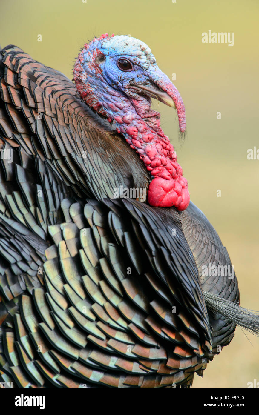 Wild Turkey Profile, Western Montana Stock Photo - Alamy
