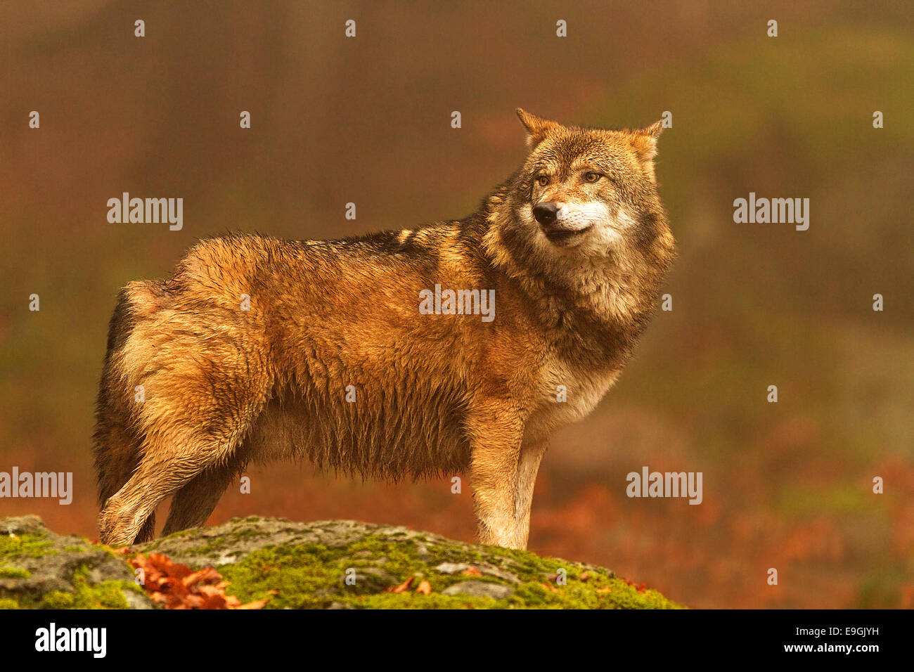 Wolf Looking Over Shoulder