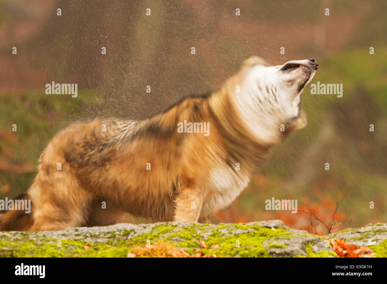 Captive male Grey Wolf shakes rain from his fur, Bavarian Forest ...