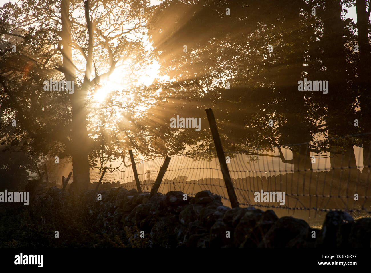Country road with mist hi-res stock photography and images - Alamy