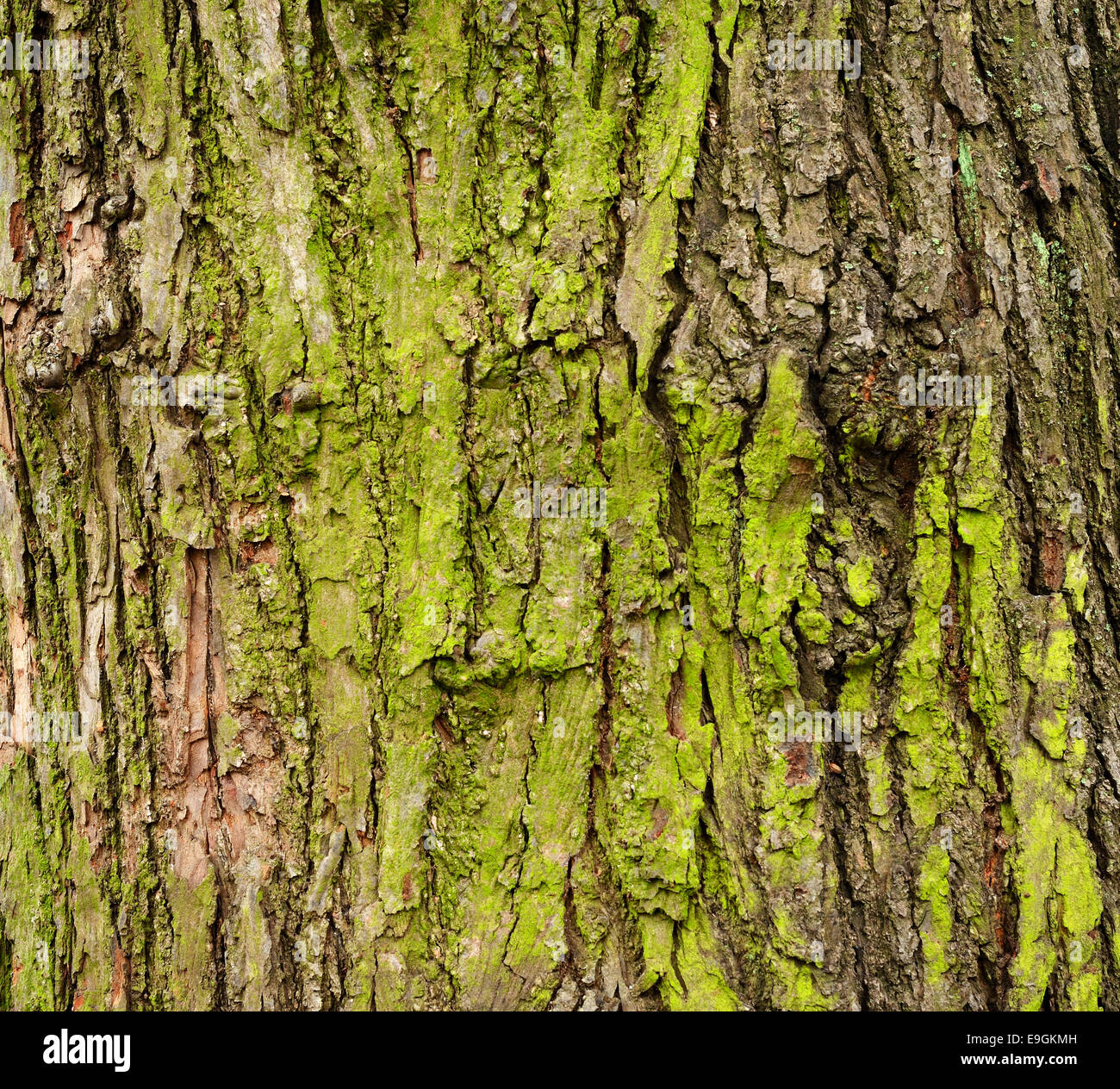 Closeup of mossy tree bark for background Stock Photo - Alamy