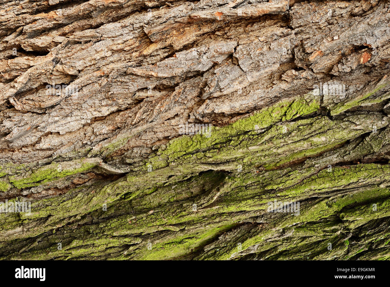 Closeup of gray and green tree bark for background Stock Photo - Alamy