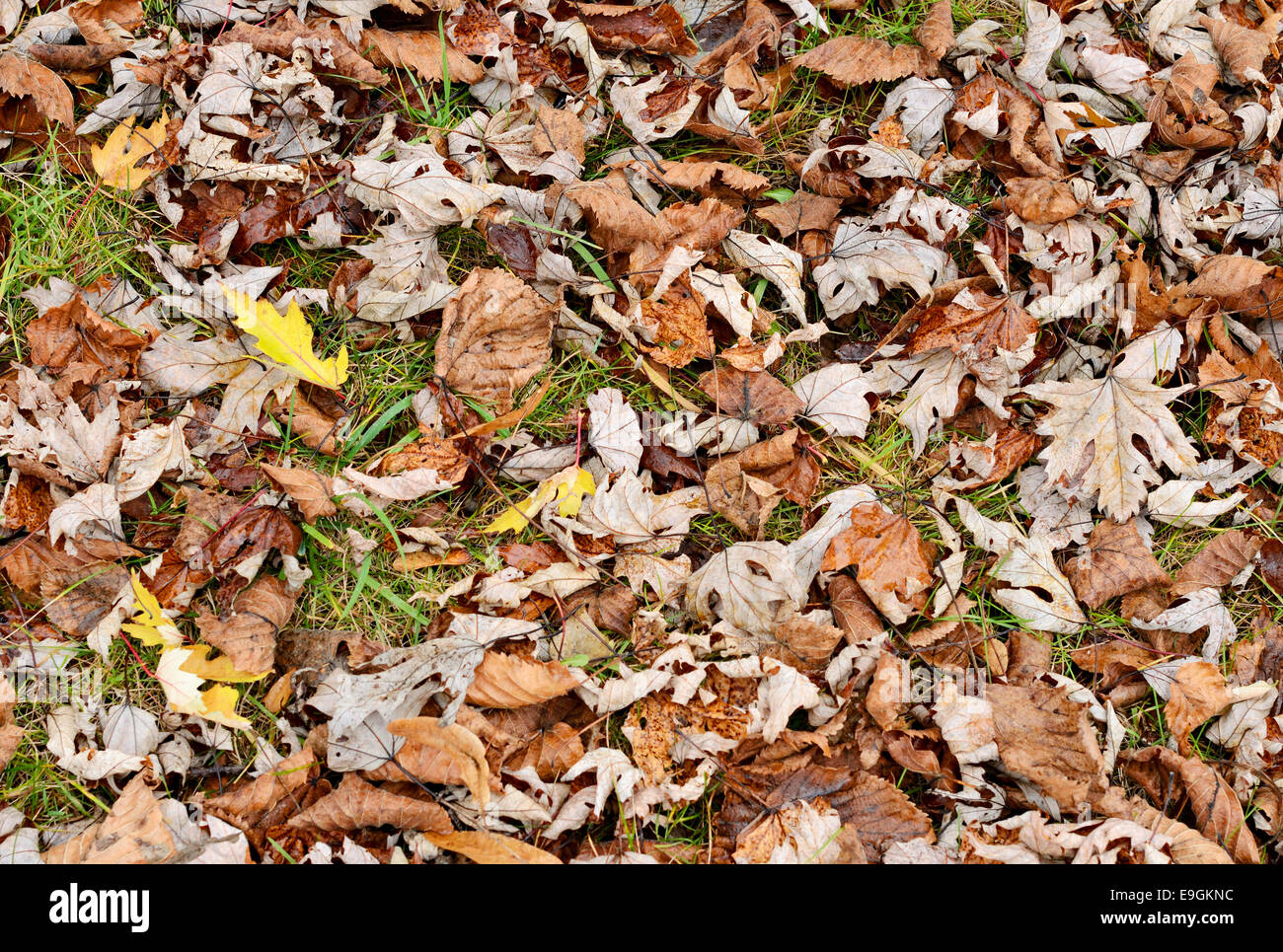 Dry autumn leaves for background Stock Photo - Alamy