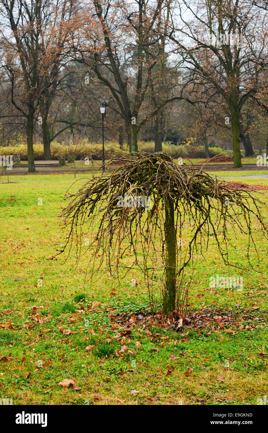 Small stem tree hi-res stock photography and images - Alamy