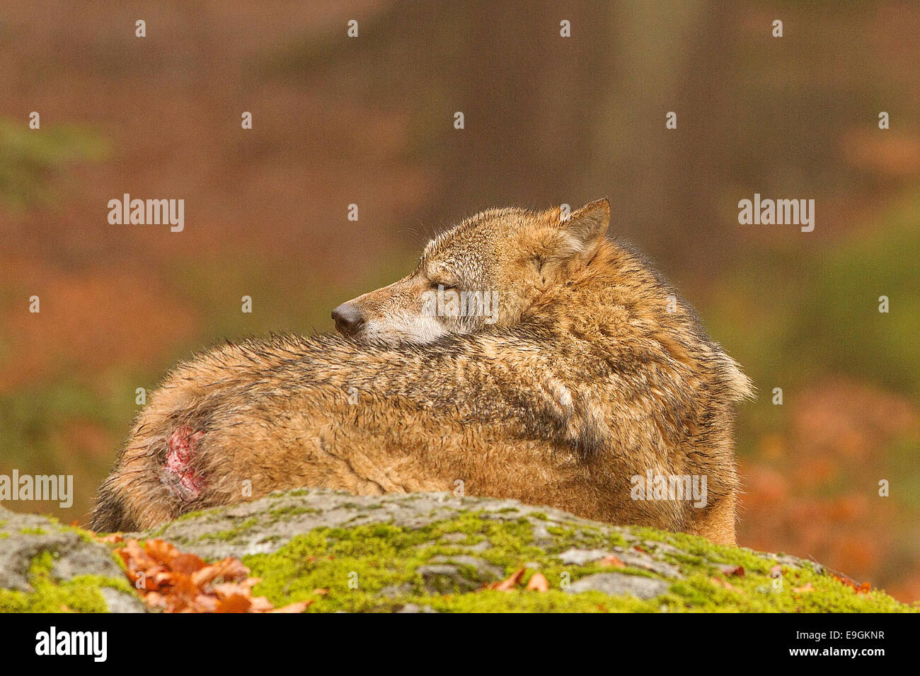 Captive male Grey Wolf with a wounded rump rests peacefully on a rock ...
