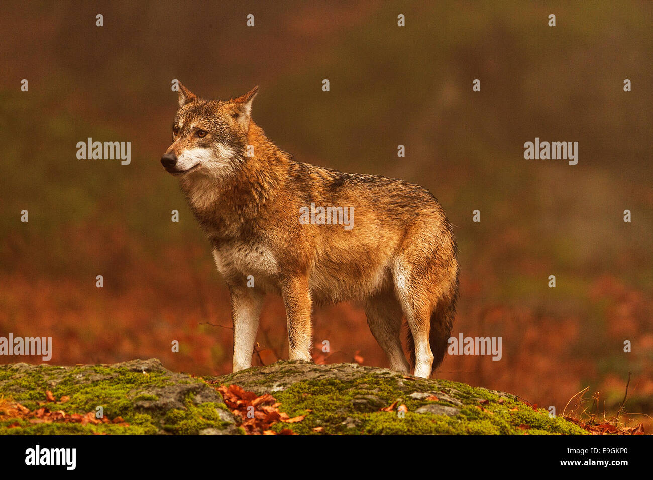 A captive female grey wolf stands on a rock in an autumnal forest ...