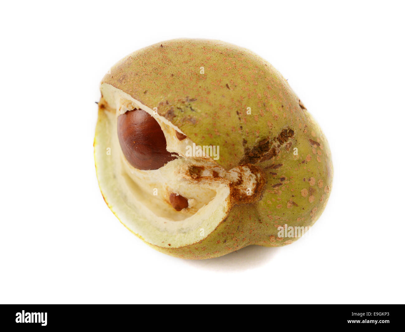 Smooth seed case from a red horse chestnut tree breaking open to show a ...