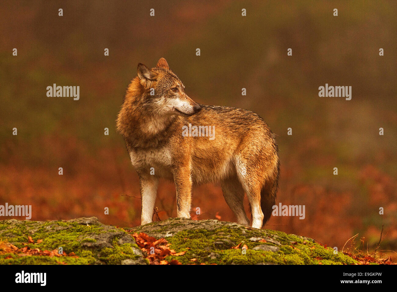 A captive female grey wolf stands on a rock in an autumnal forest ...