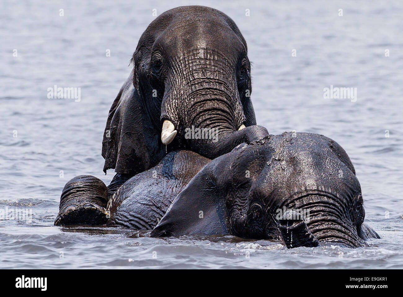 An African elephant rides on the back of another while crossing the ...