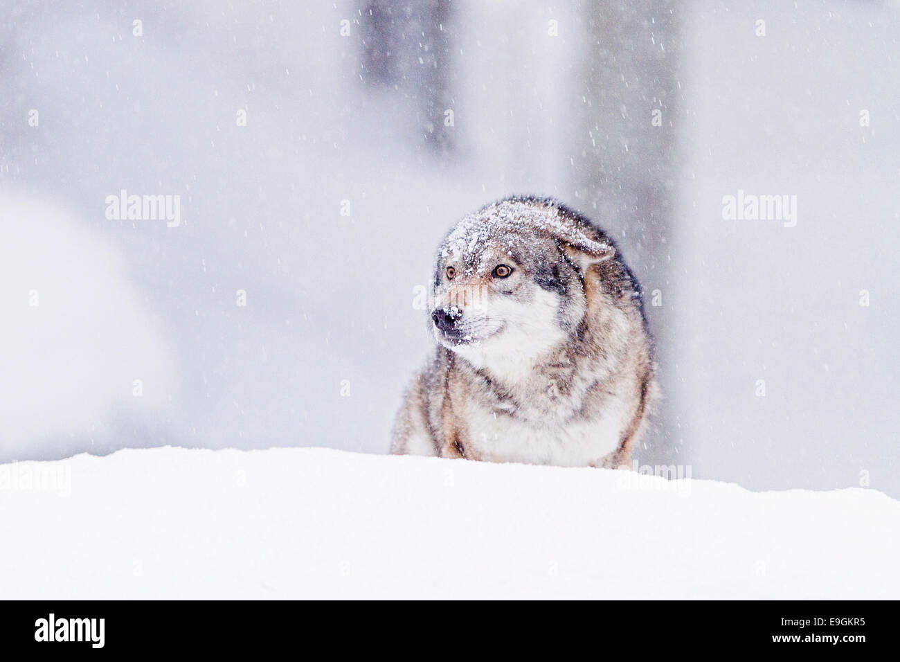 Captive Grey Wolf (Canis lupus) fur covered in snow during a blizzard ...