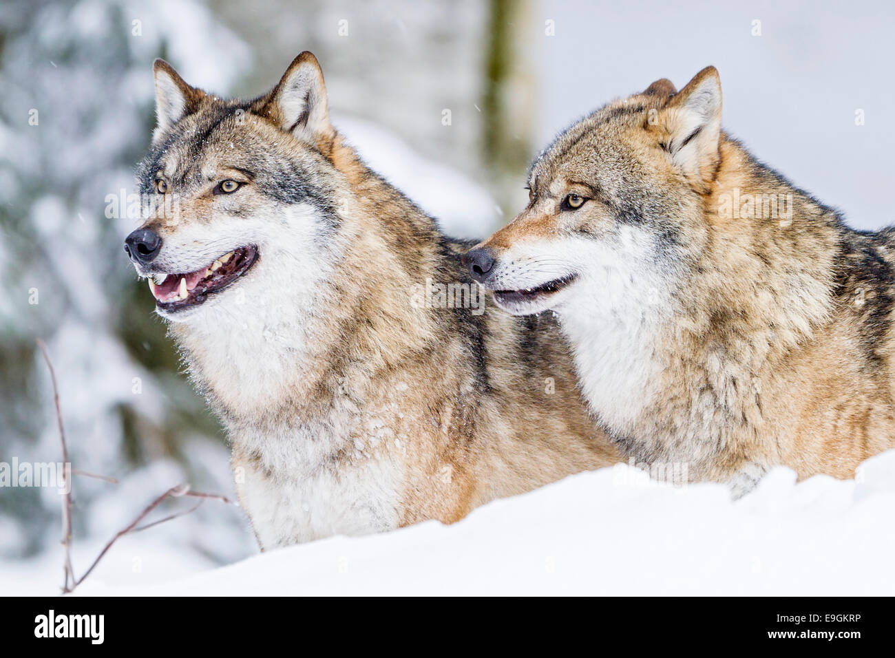 Captive Grey Wolf (Canis lupus) constantly alert and engaged with their ...