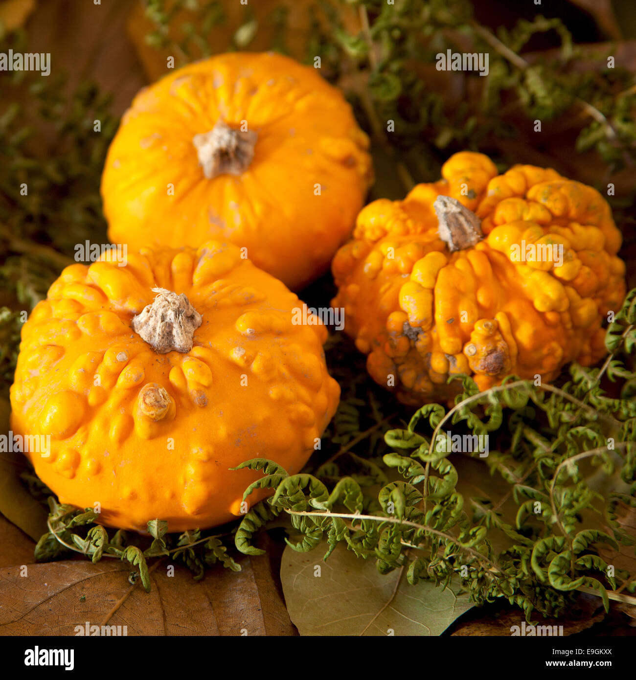 Autumn studio scene leaves hi-res stock photography and images - Alamy