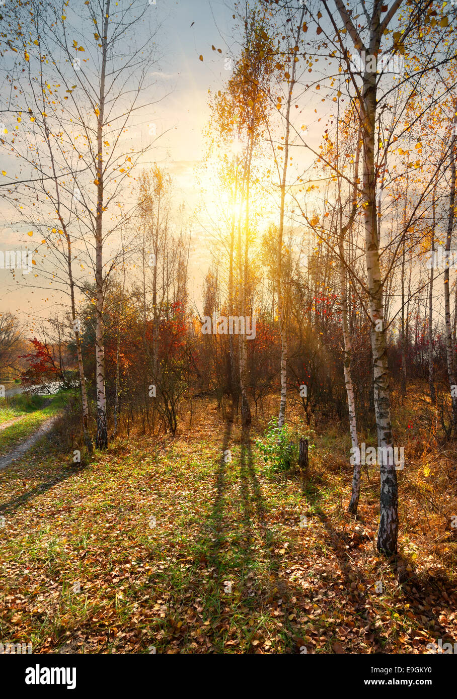 Birches pond in autumn hi-res stock photography and images - Alamy