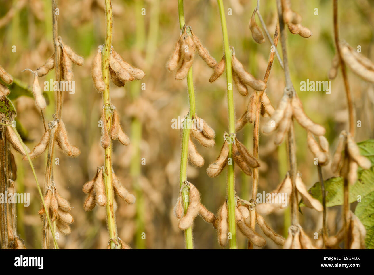 TURKEY, Solaklı Belediyesi, near Adana, harvest of conventional soy ...