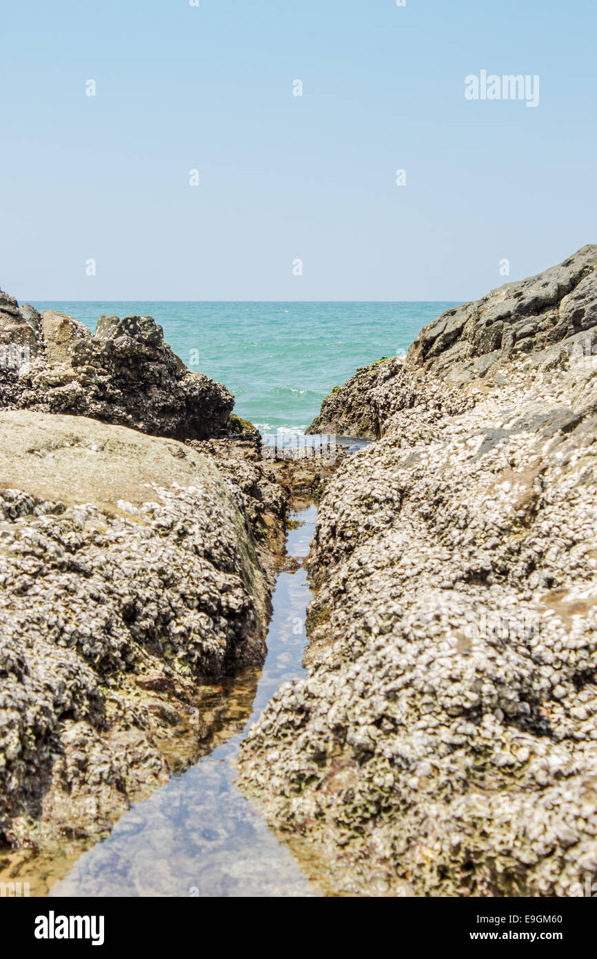 Rocky shells hi-res stock photography and images - Alamy