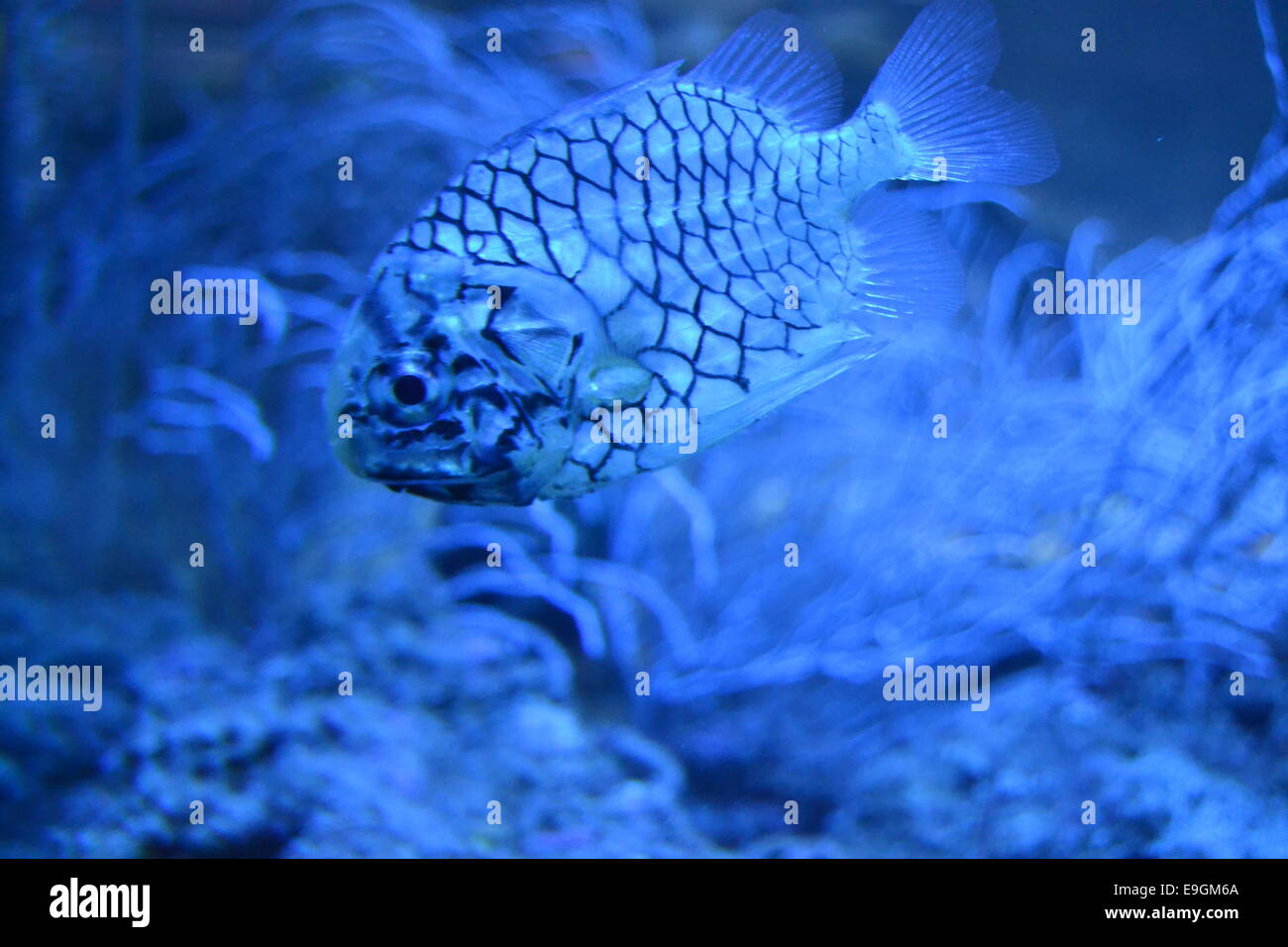 Fish with pattern in aquarium Stock Photo - Alamy