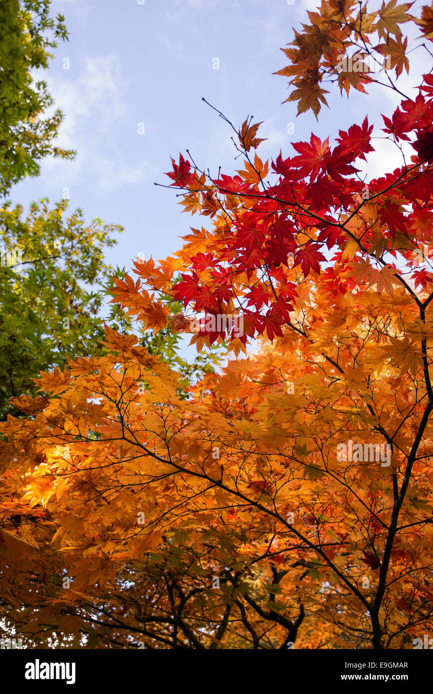 Acer. Japanese Maple tree leaves changing colour in autumn Stock Photo ...