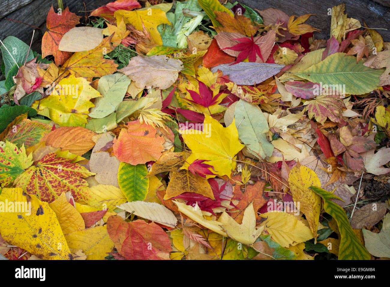 Compost leaves hi-res stock photography and images - Alamy
